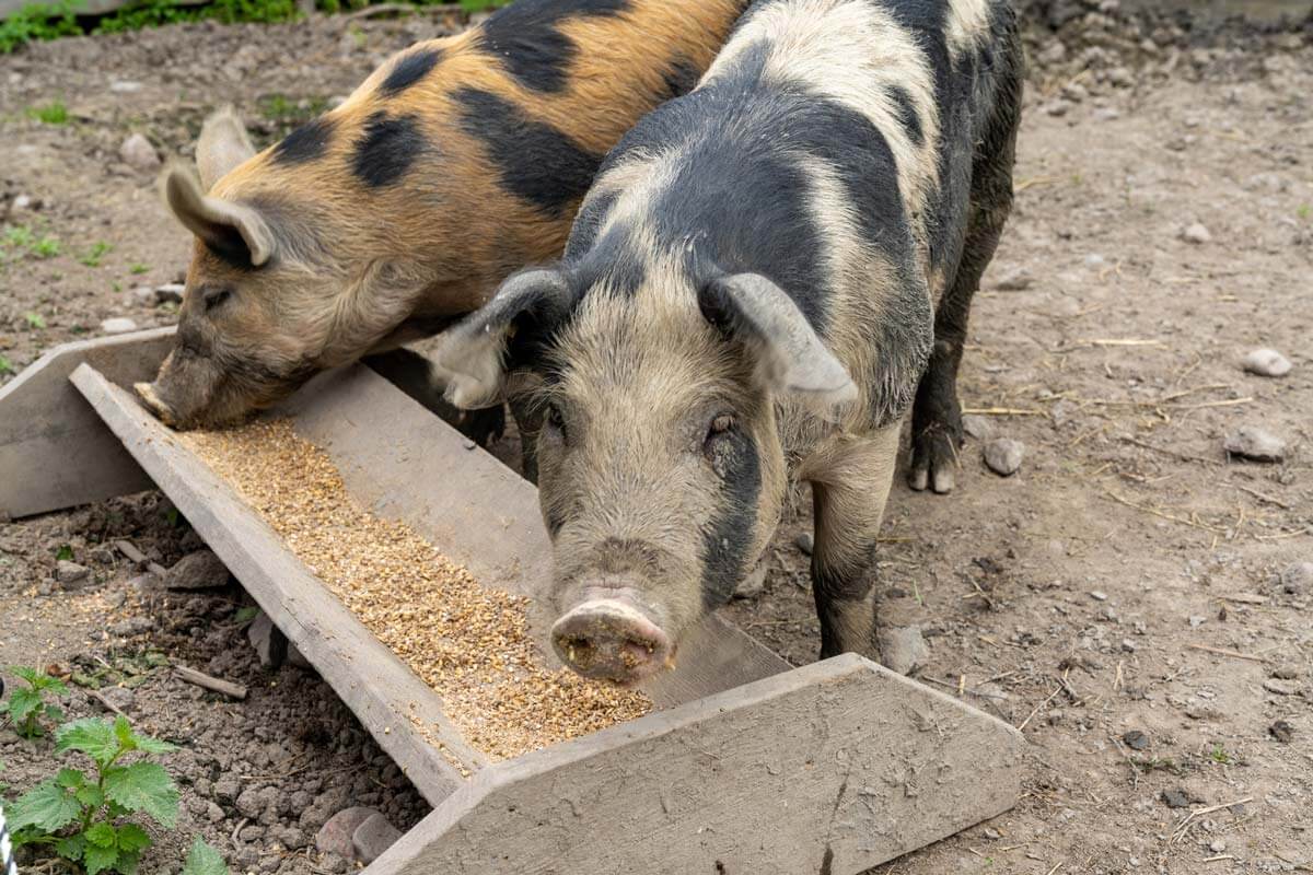 How to Raise Pigs: 12 Tips to Raising Pigs for Meat