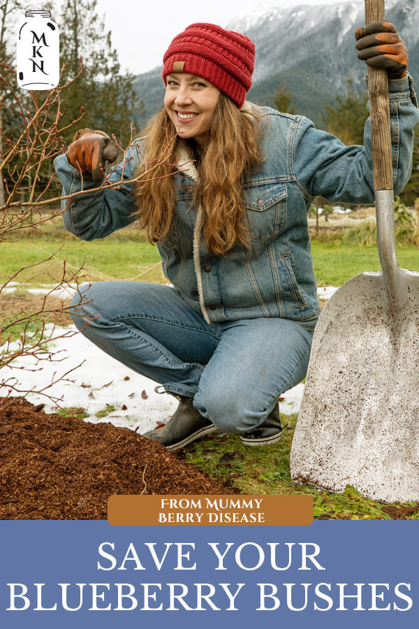 How to Get Rid of Mummy Berry Disease on Blueberry Bushes - Melissa K ...