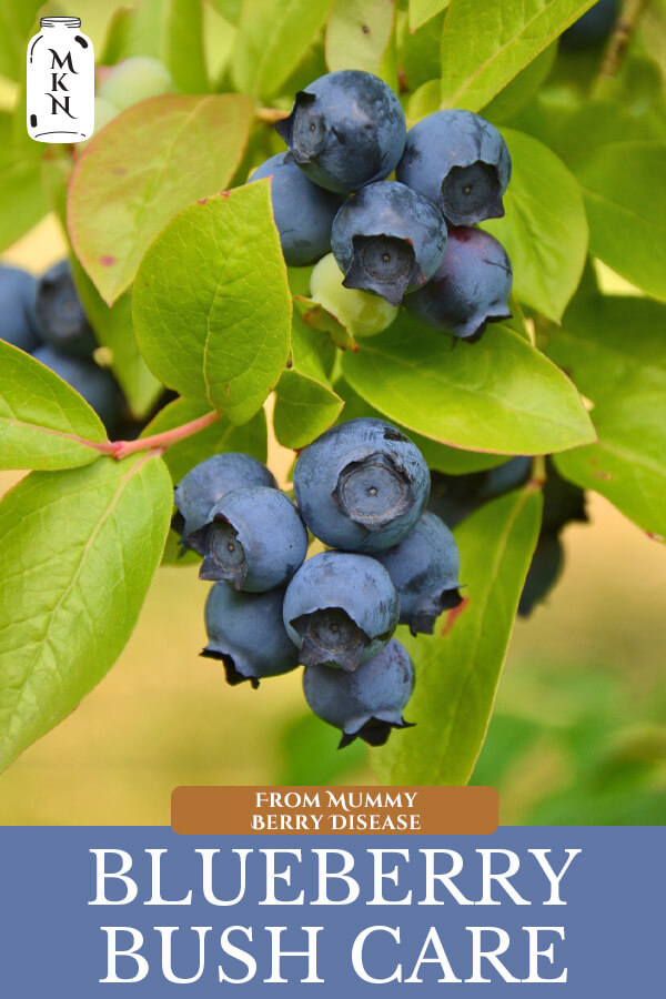 How to Get Rid of Mummy Berry Disease on Blueberry Bushes - Melissa K ...
