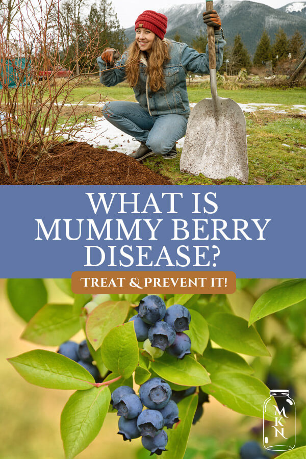 How to Get Rid of Mummy Berry Disease on Blueberry Bushes - Melissa K ...