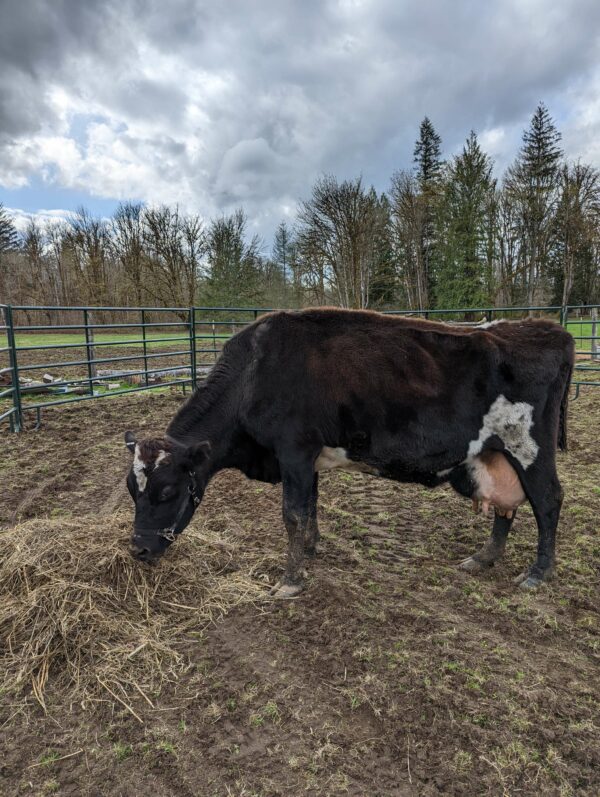 Keeping a Family Milk Cow- 8 Things You Need to Know - Melissa K. Norris