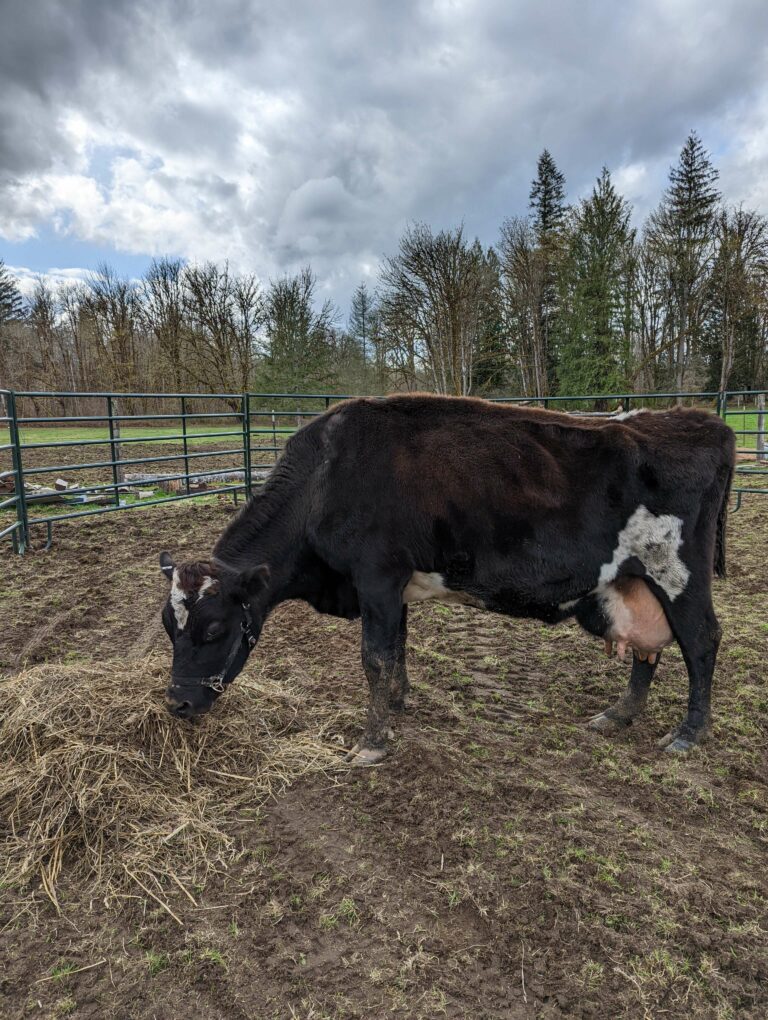 Keeping a Family Milk Cow- 8 Things You Need to Know - Melissa K. Norris