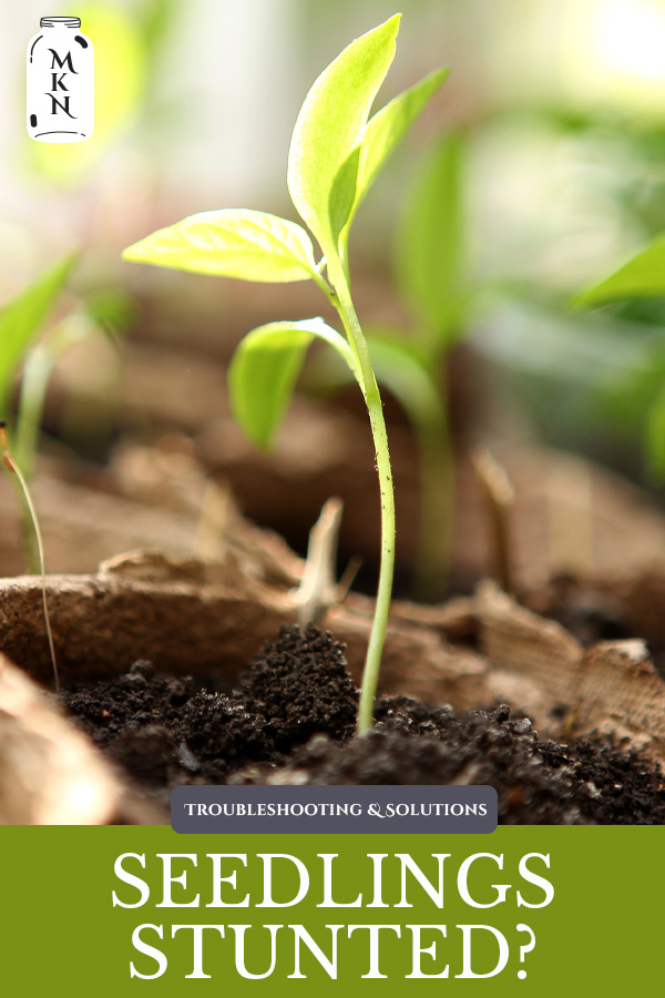 Seed Starting Problems (Troubleshooting & Solutions) - Melissa K. Norris