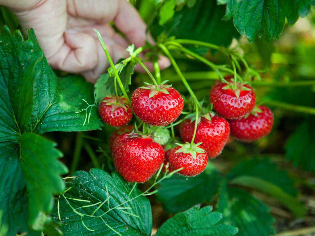 How to Plant Raspberries - Melissa K. Norris
