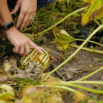 Everything You Need to Know About Raising Rabbits for Meat - Melissa K ...