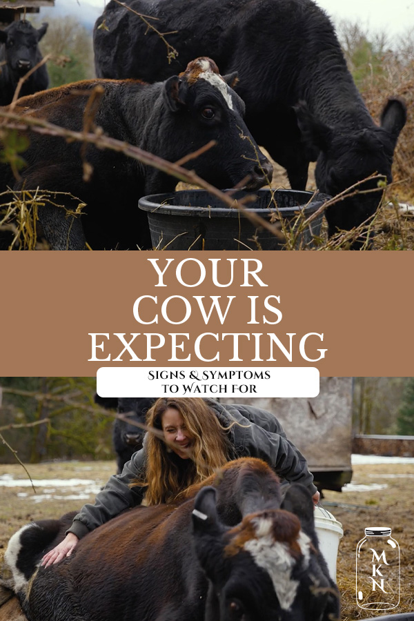 Signs To Watch For With An Expecting Cow - Melissa K. Norris
