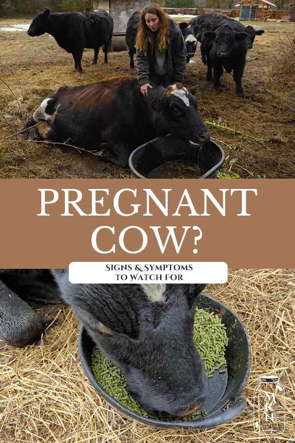 Signs To Watch For With An Expecting Cow - Melissa K. Norris