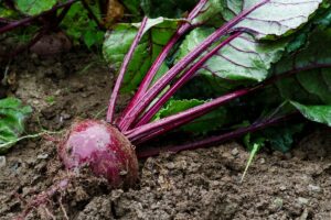 How to Grow and Plant Beets