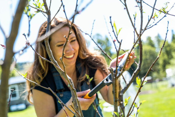 How to Prune Apple Trees (Winter or Summer?) - Melissa K. Norris