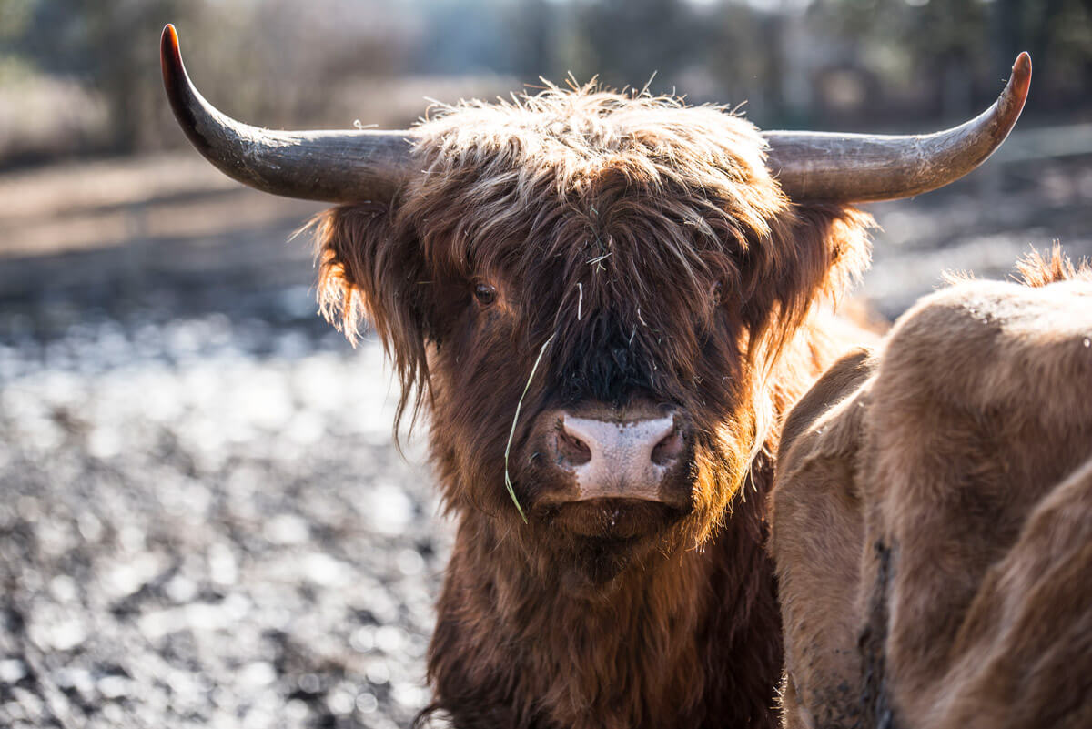 What is A2 Milk & What are the Benefits? - Melissa K. Norris