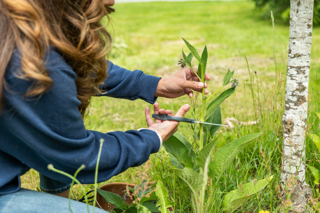 Comfrey Poultice (For Sprains, Strains & Broken Bones) - Melissa K. Norris