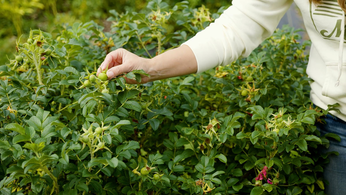 Benefits of Rosehips (Harvesting & Medicinal Uses) - Melissa K Norris