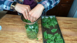 Wild Edible Plant Foraging How to Make Nettle Leaf Tea