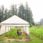 Everything You Need to Know About Raising Rabbits for Meat - Melissa K ...