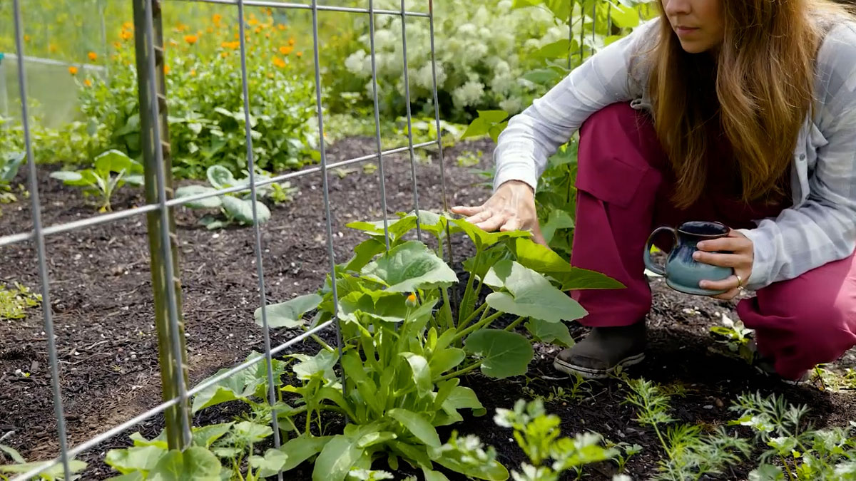 Succession Planting & Intercropping in the Garden - Melissa K. Norris