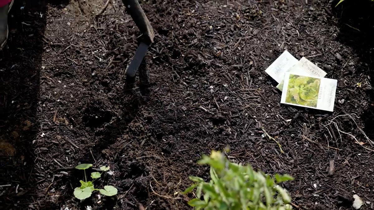 Succession Planting & Intercropping in the Garden - Melissa K. Norris