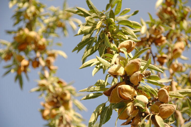 Growing Nut Trees (What You Need to Know) - Melissa K. Norris