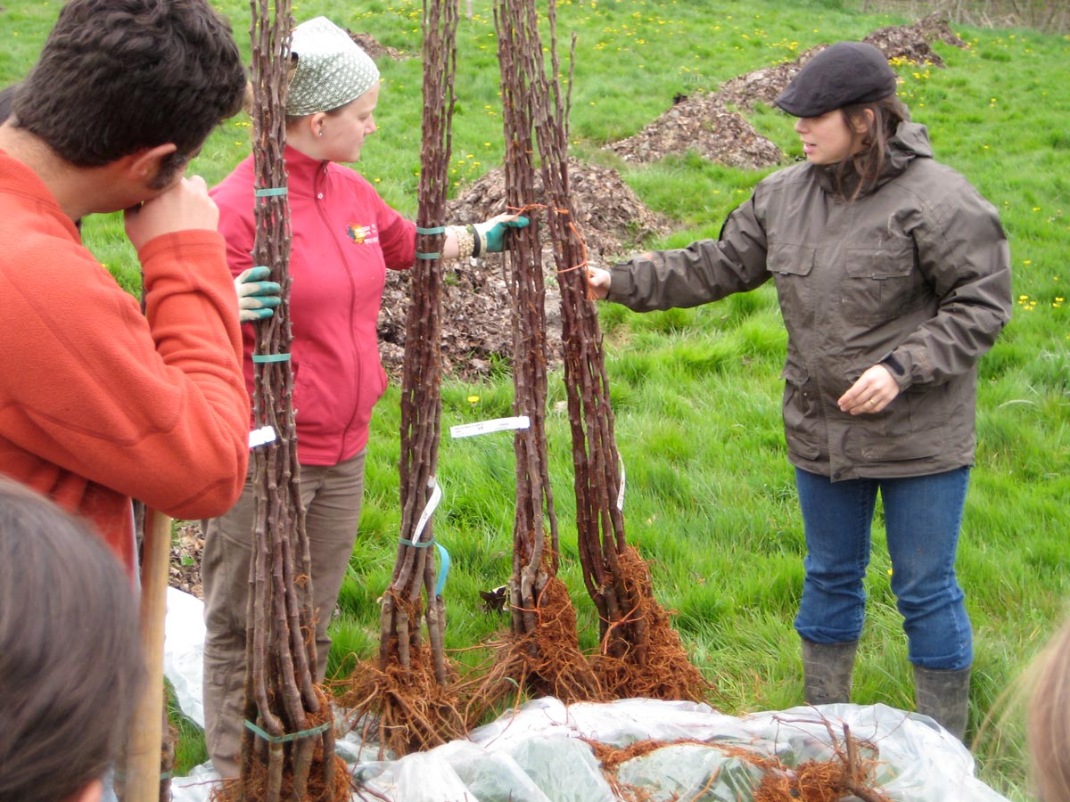 How to Grow Fruit Trees FAST! - Melissa K. Norris