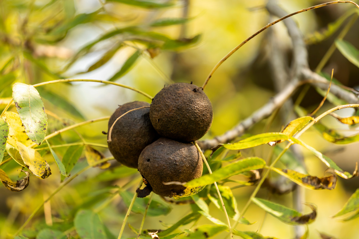 Growing Nut Trees (What You Need to Know) - Melissa K. Norris