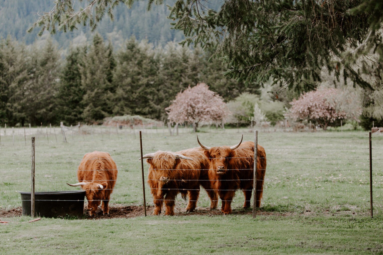 Pros and Cons of Raising Your Own Grass Fed Beef