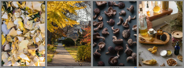 Using Herbs in Every Season - Melissa K. Norris