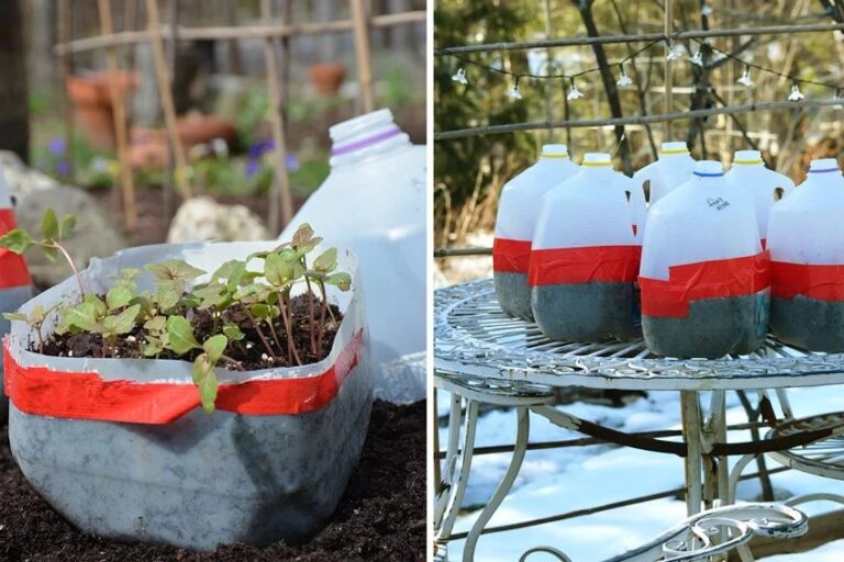 How to Winter Sow Seeds - Melissa K. Norris